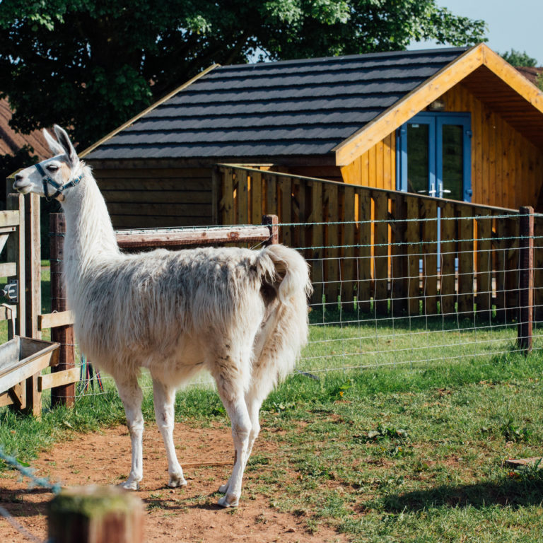 Llama Trekking - The Jungle NI