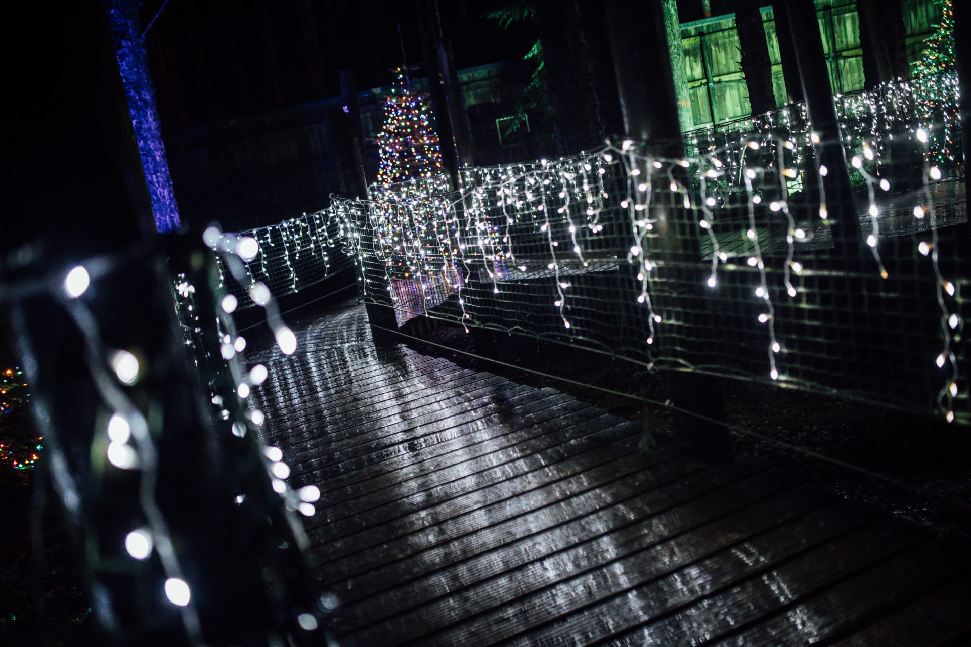 jungle wonderland 10th dec full res 4 - The Jungle NI